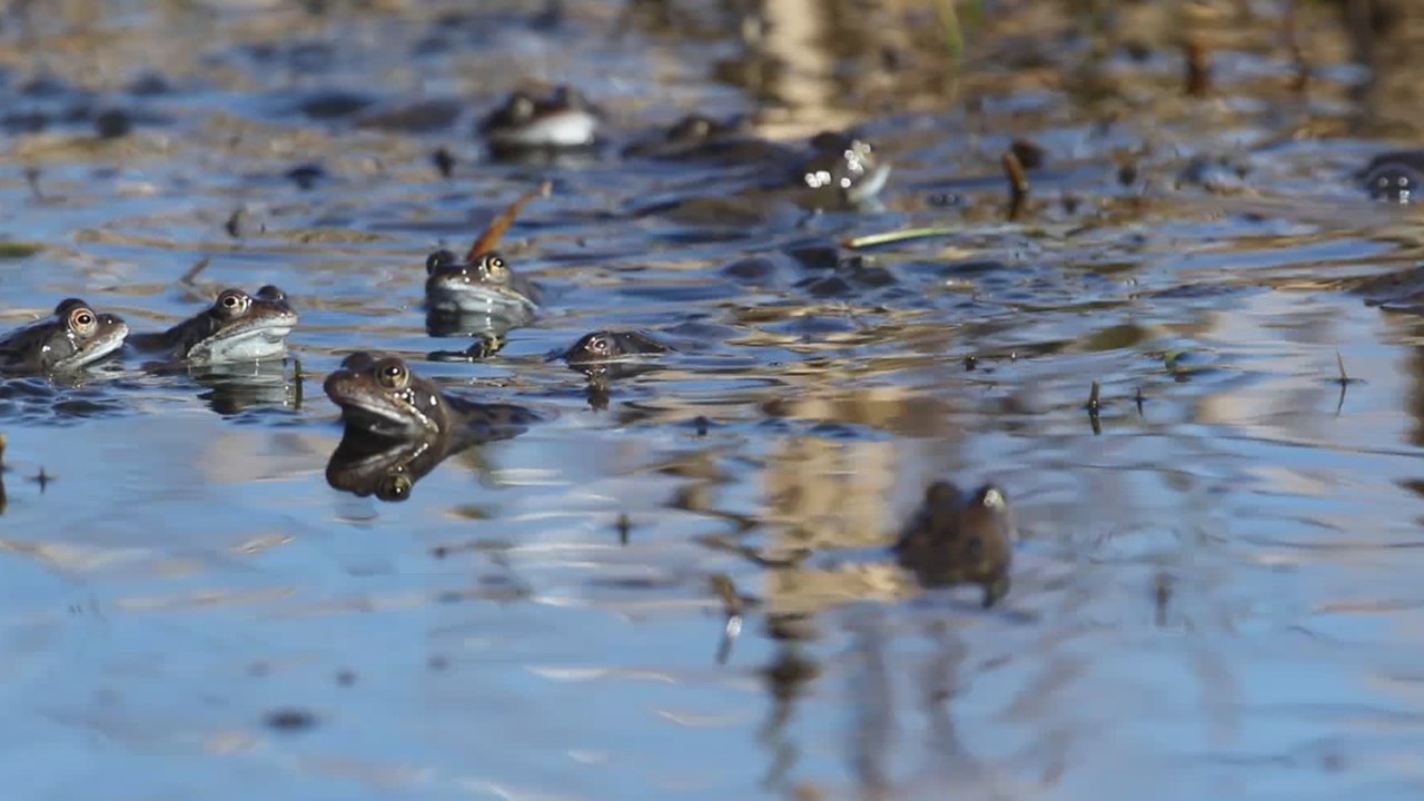 Man tried to save army of 3 million frogs from polluted pond but what ...