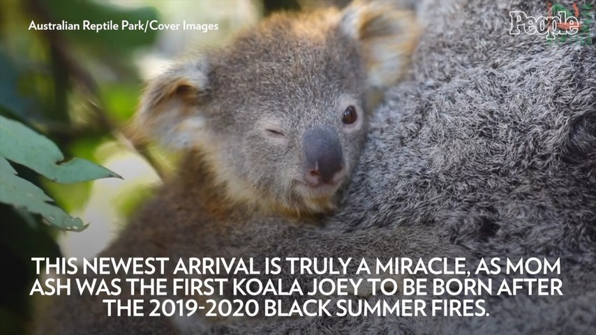 Australian Reptile Park Announces the Birth of Its 100th Koala Joey: 'A Significant Achievement ...