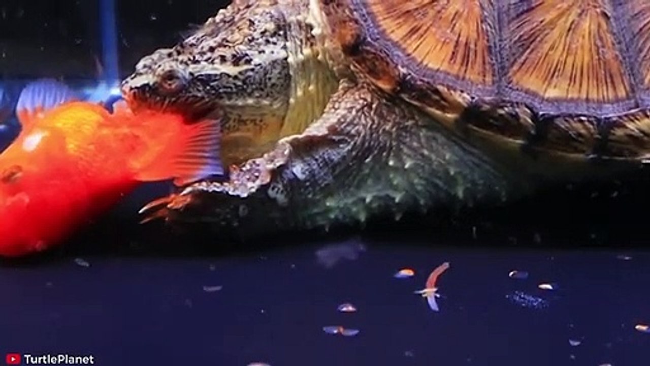 15 INSANE Moments of Turtles Attacking Other Animals Pet Spot - video ...