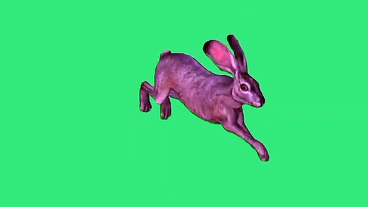 Rabbit Green screen video no copy right claim | Meo khan - video ...