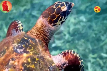Animals 12K Mix Clips by Animal Info 123 Plants & Nature - Dailymotion