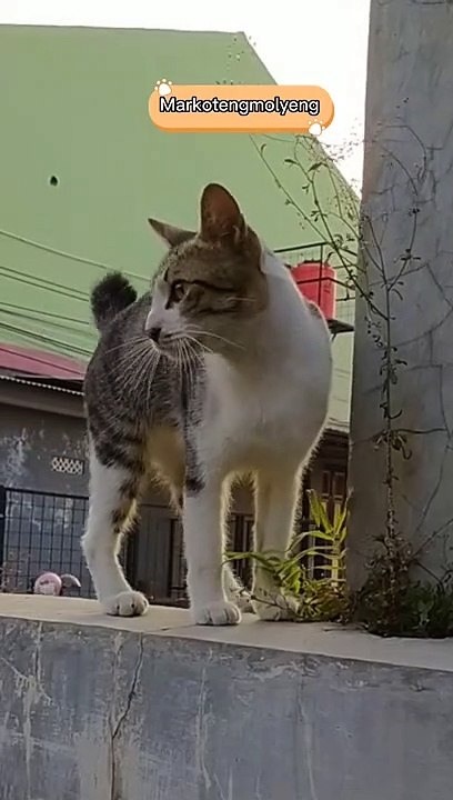 Cats vs Plants: The Ultimate Showdown for Dominance! - video Dailymotion