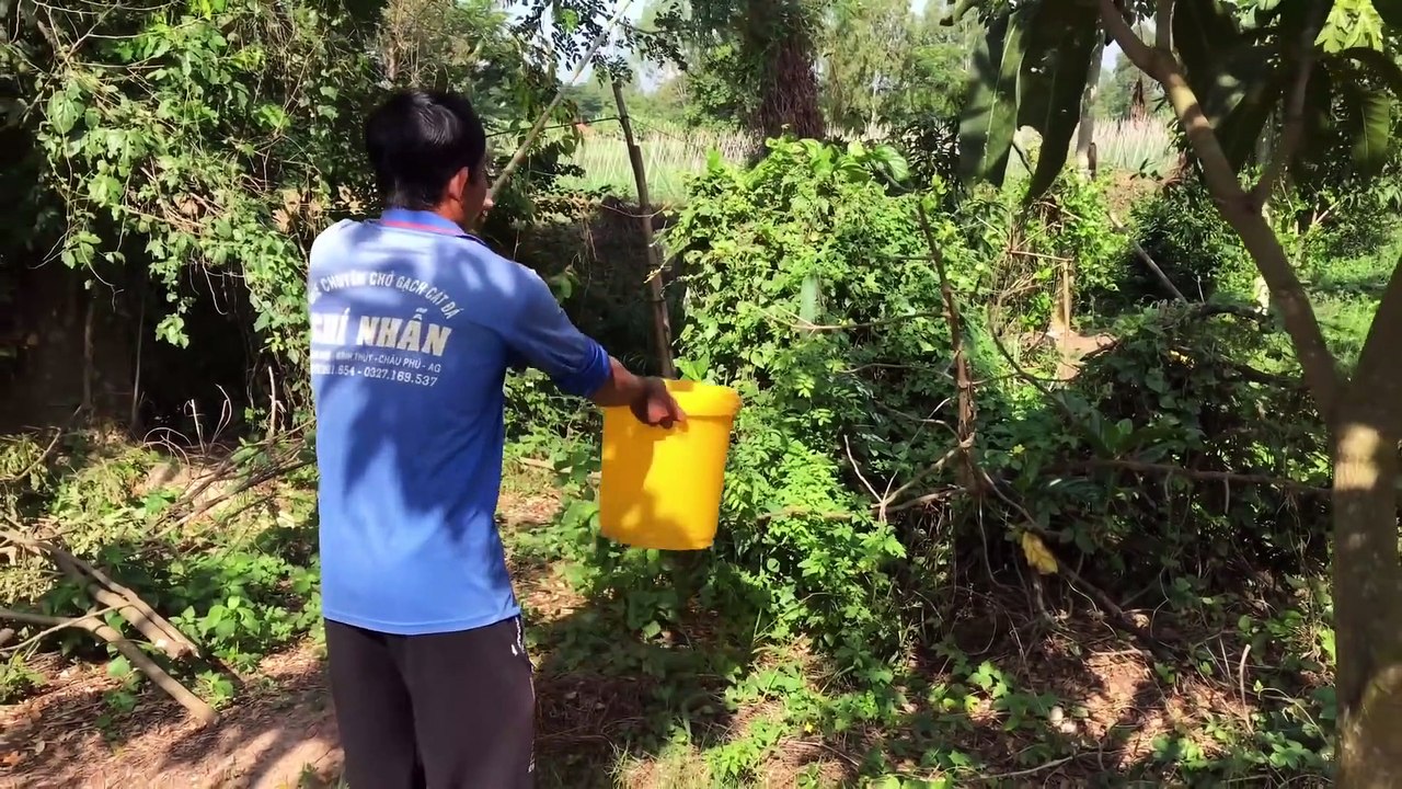 Yummy kitchen How to cook Vietnamese Lizard Curry Katy Cooking - video ...