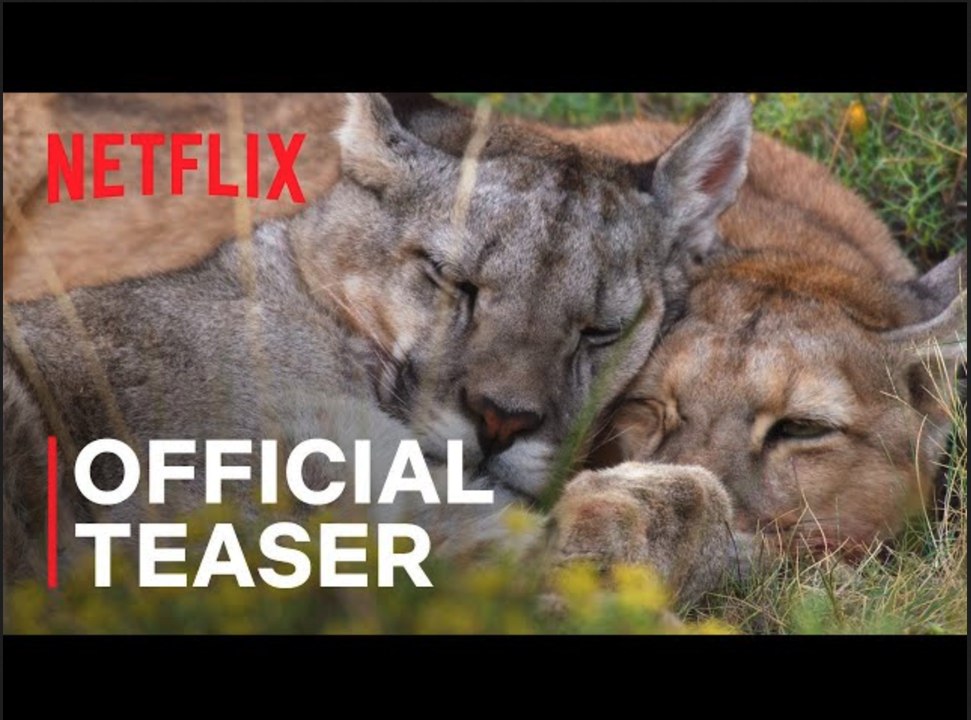 Our Planet II | Official Teaser - Netflix - video Dailymotion