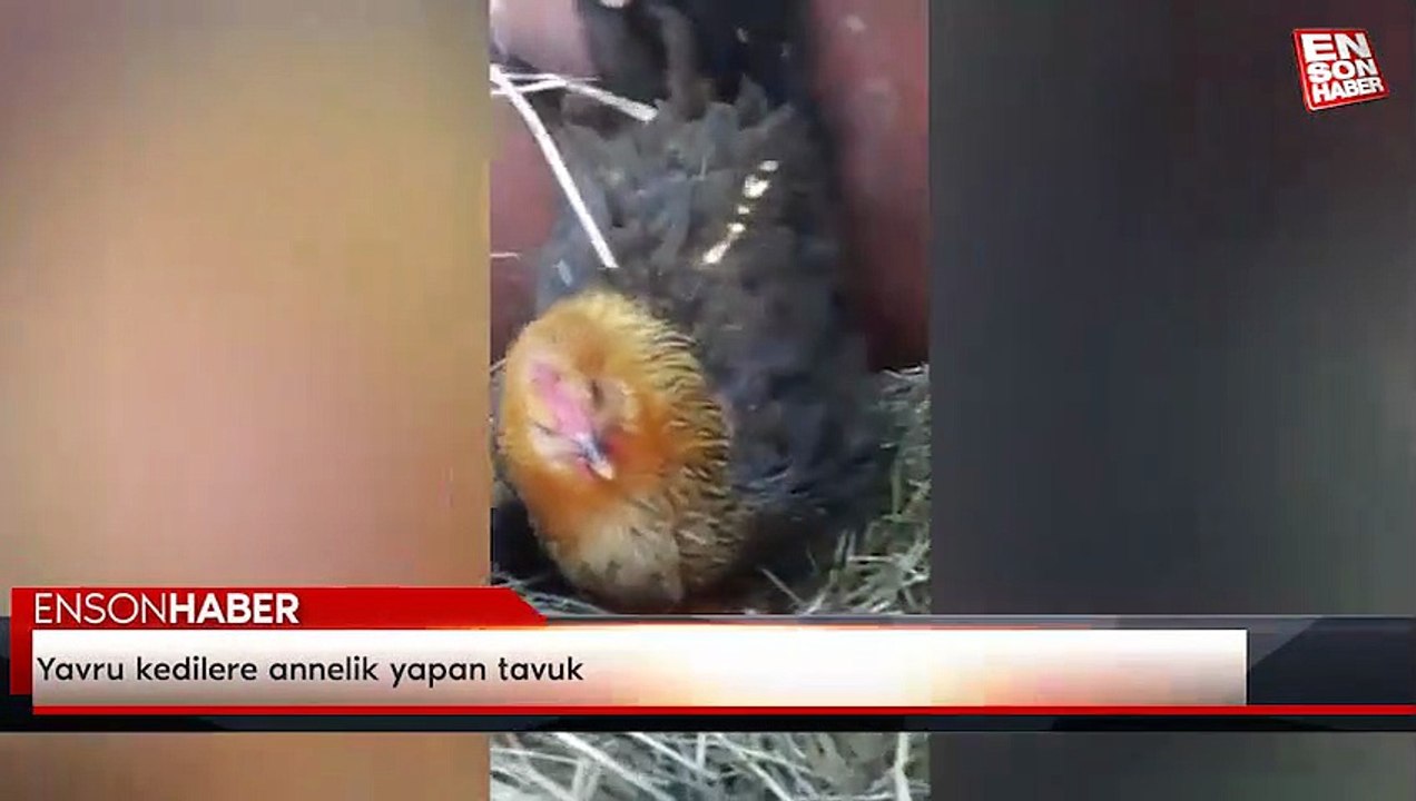 Yavru kedilere annelik yapan tavuk - Dailymotion Video