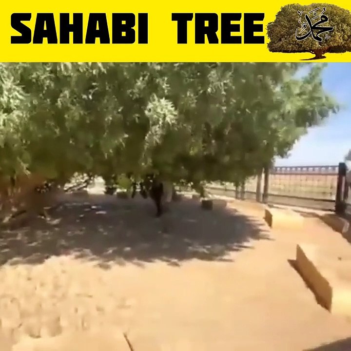 Sahabi Tree in Jordan where Muhammad S.A.W take rest under him ,still ...