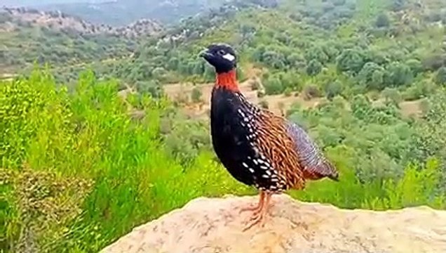 Funny Animals videos - Dailymotion