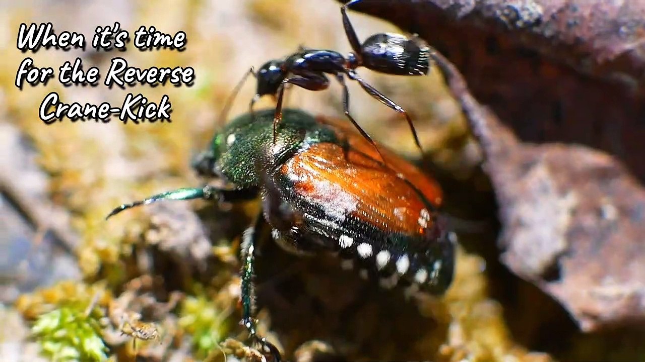 10 Animal/Insect Memes #1 - video Dailymotion