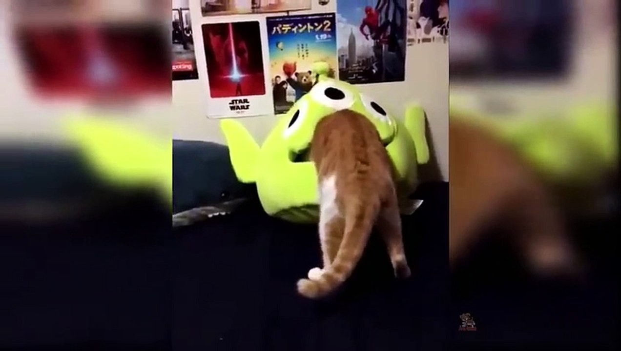 Baby Cats - Cute and Funny Cat Videos Compilation _66 _ Aww Animals ...