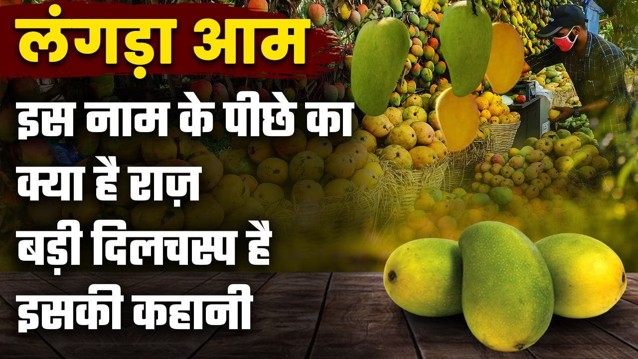 Langda Aam की Story, कैसे पड़ा Name और क्या है Varanasi से बेहद खास ...