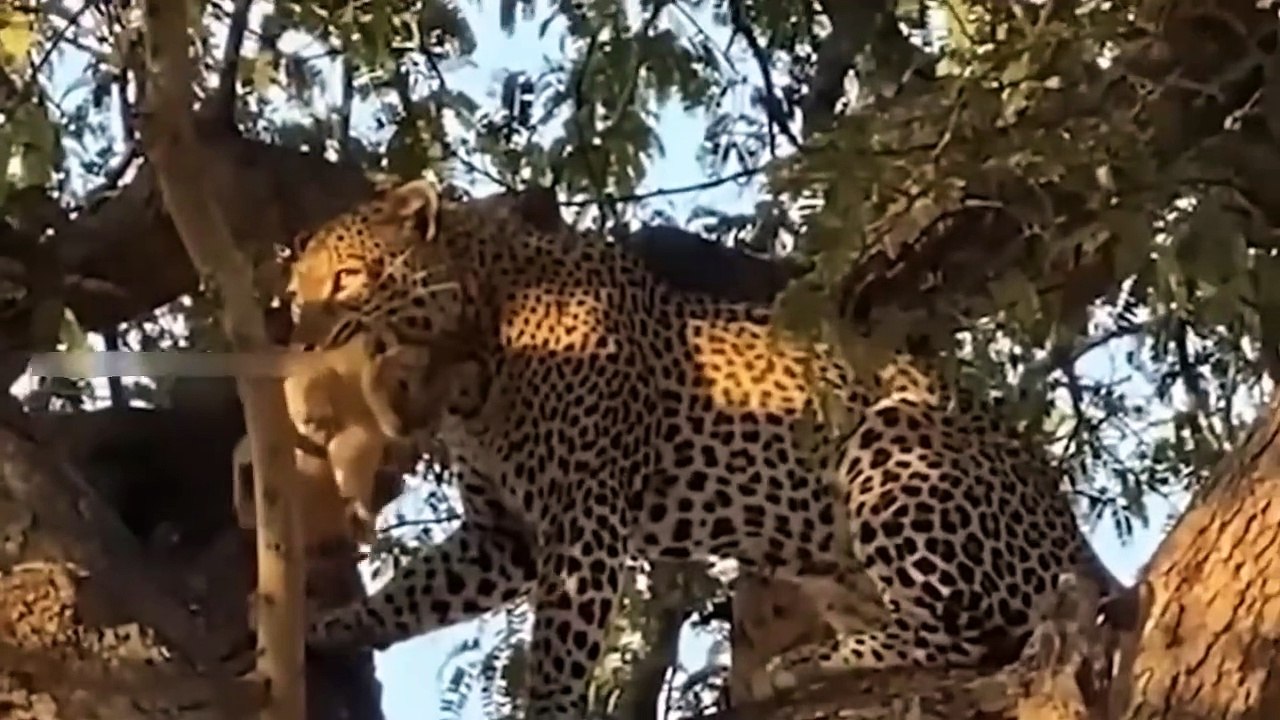 Evil Leopard Kidnap Lion Baby And The Price Pay! Wild Animals ...