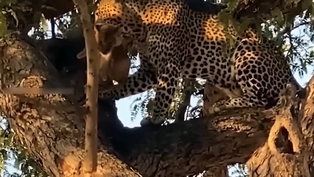 Tragically! Evil Leopard Risked His Life To Kidnap Lion Cub It Cost Her ...