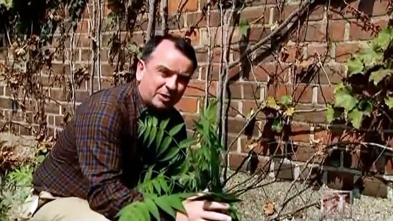 La Tierra Sin Humanos - Documental - Vídeo Dailymotion