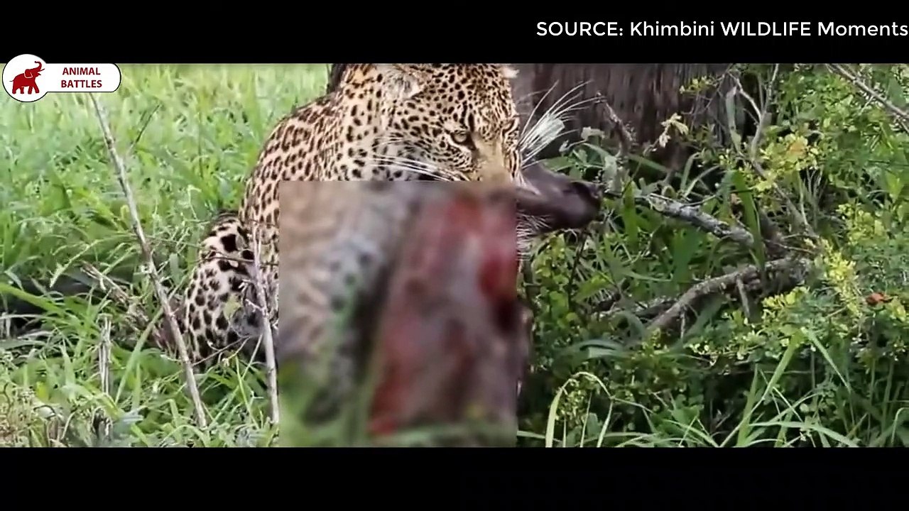 5 fois le Léopard a chassé sa Proie Combats d’Animaux - Vidéo Dailymotion