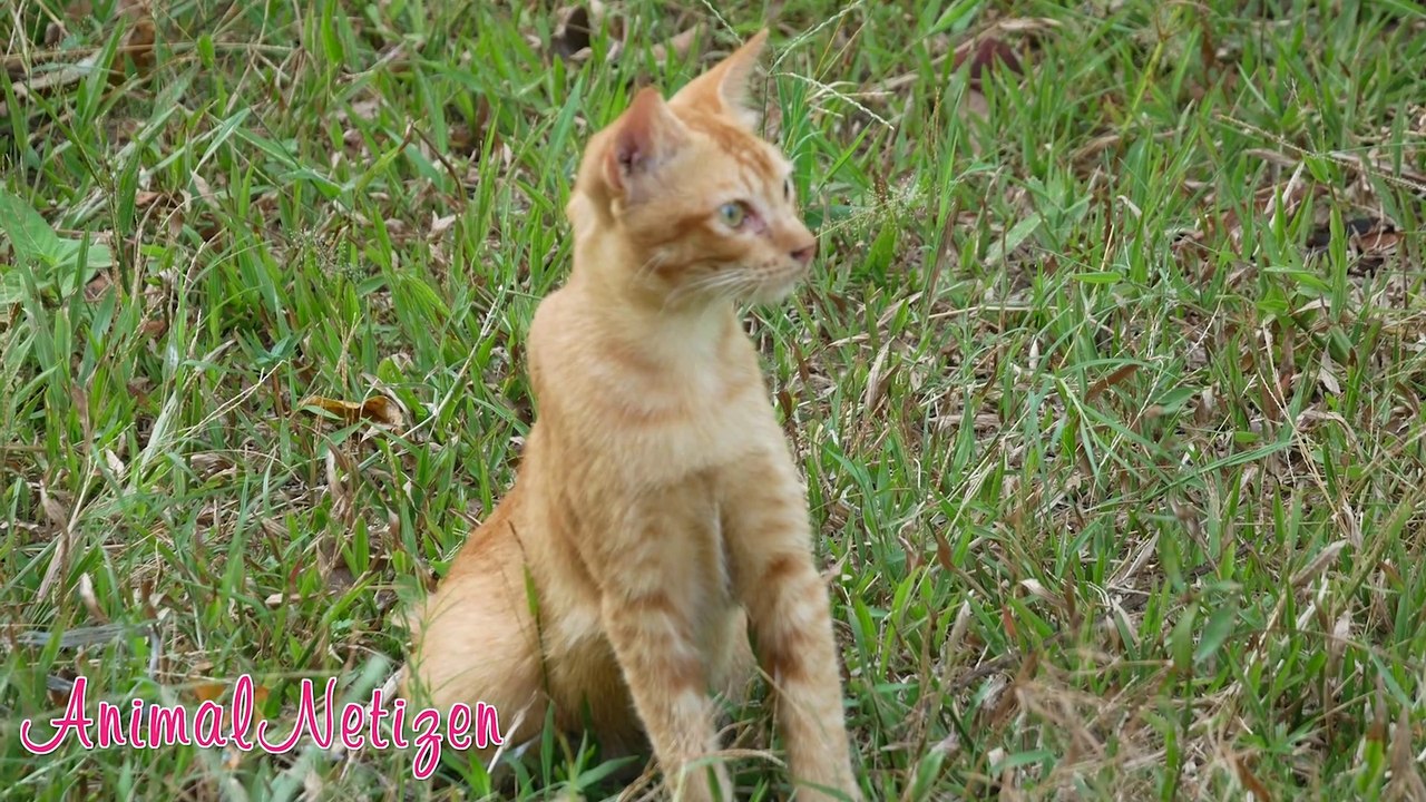 Cute and cute baby kitten, baby cat meowing - Cat Sounds - Video ...