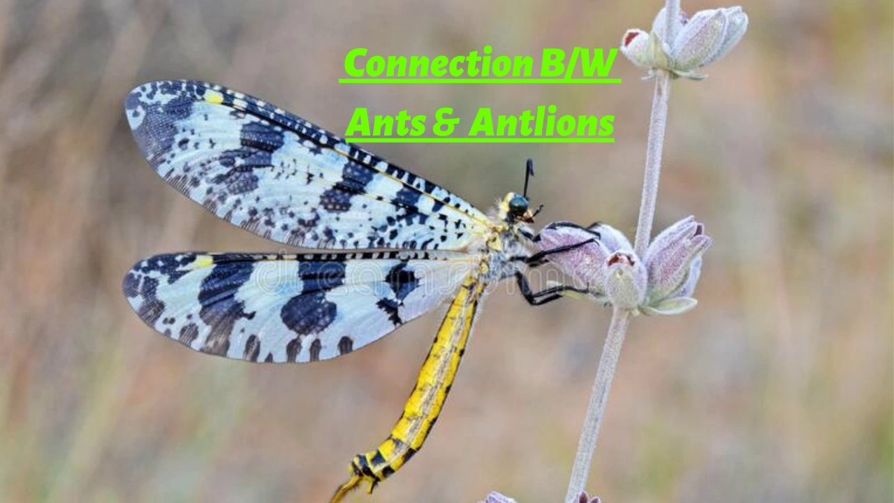 What is the Connection Between Ants and Antlions - video Dailymotion