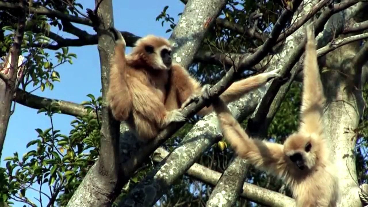 Strange Monkeys You Won't Believe Actually - video Dailymotion