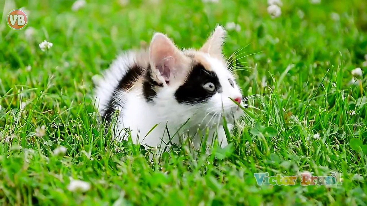 Happy cats and funny cute kittee 2023 - video Dailymotion
