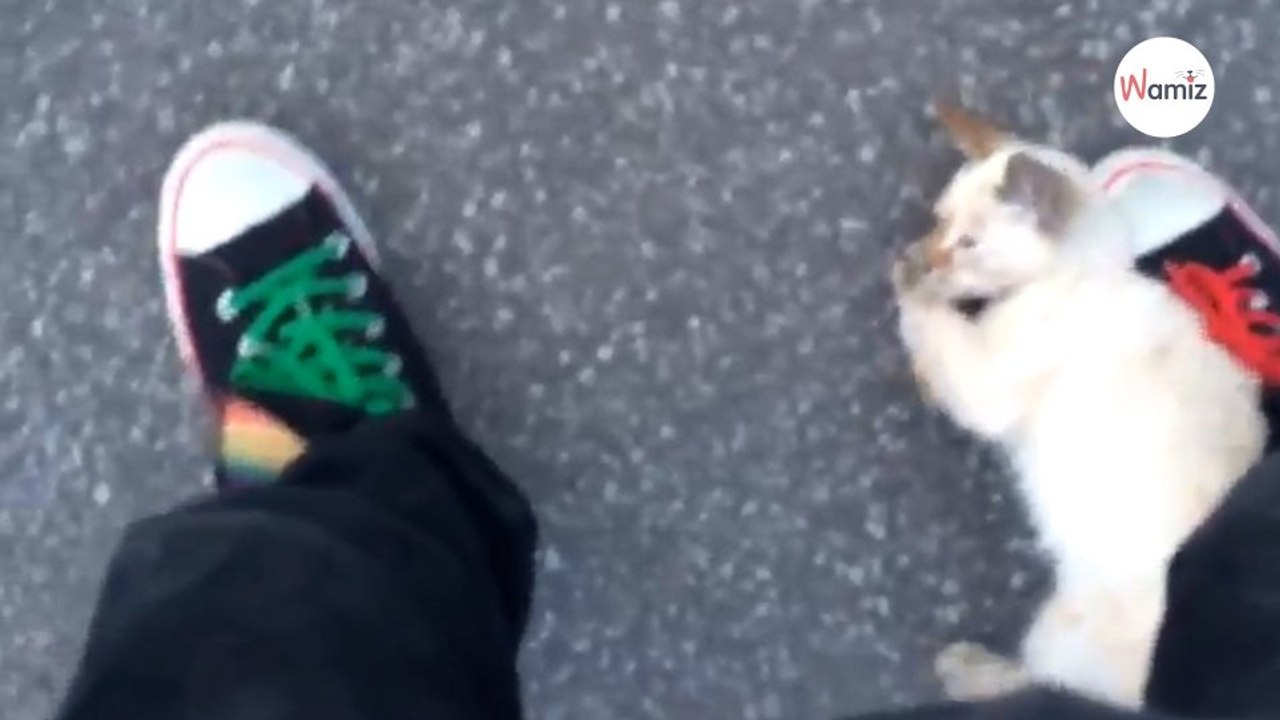 Errant, un adorable chat a choisi de lui-même qui serait son humain ...