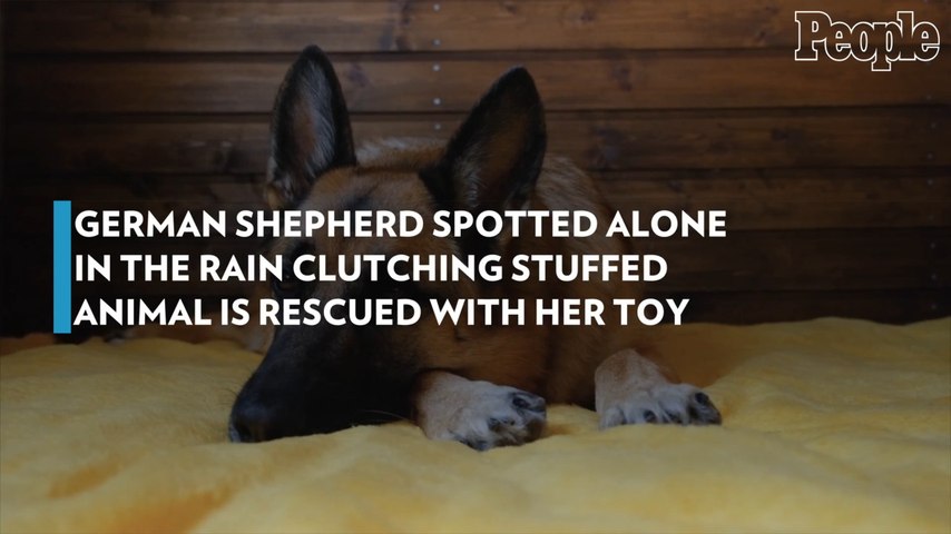 German Shepherd Spotted Alone in the Rain Clutching Stuffed Animal Is ...