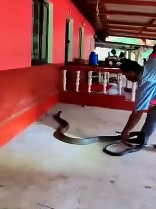 Biggest King Cobra | The Indian Spectacled Cobra | Snakes - video Dailymotion