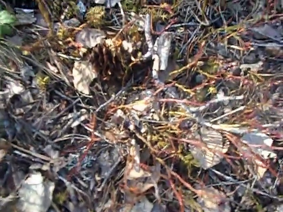 Korvasienien Etsintää - video Dailymotion