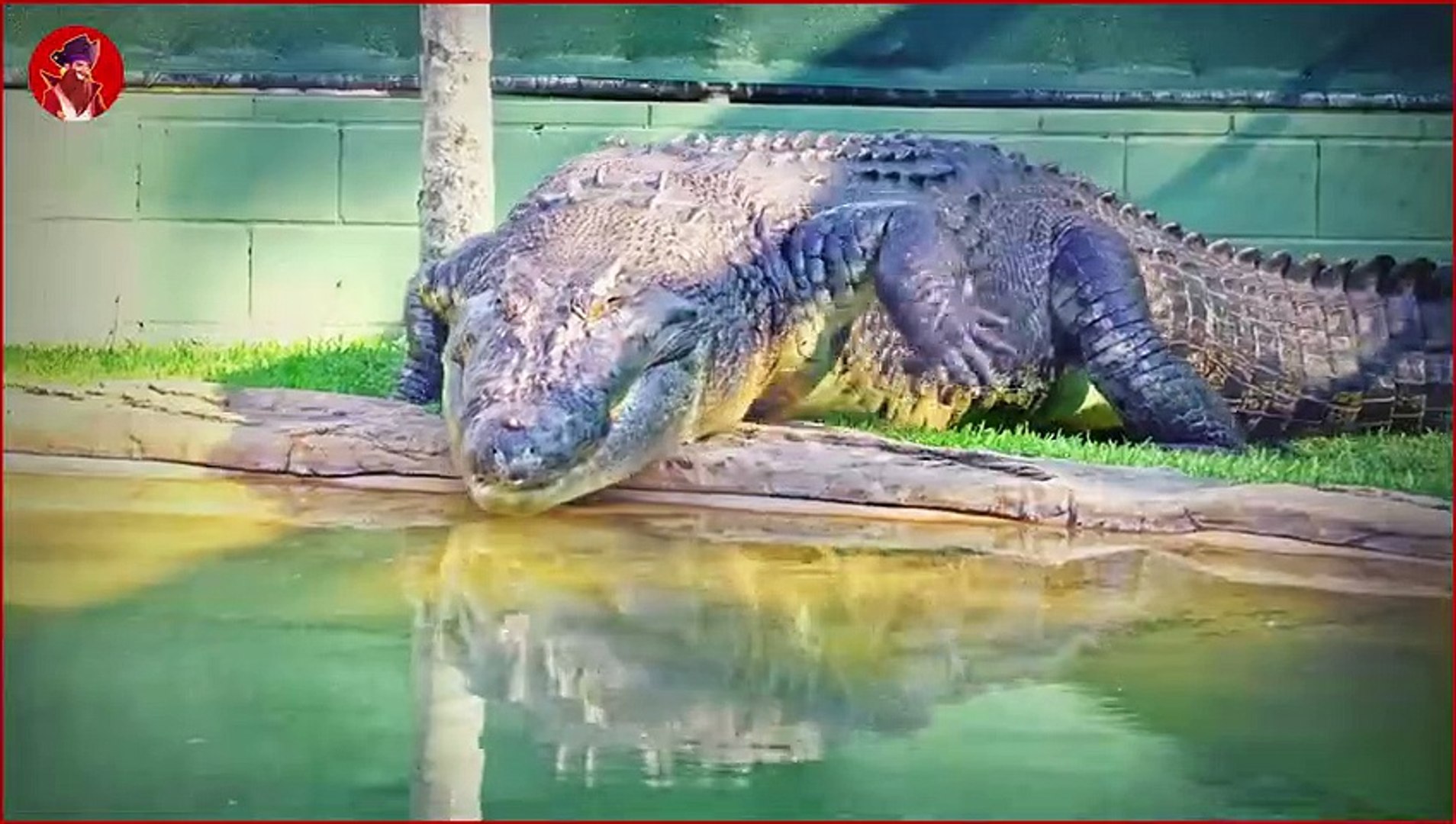 Gigantische Krokodil Brutus