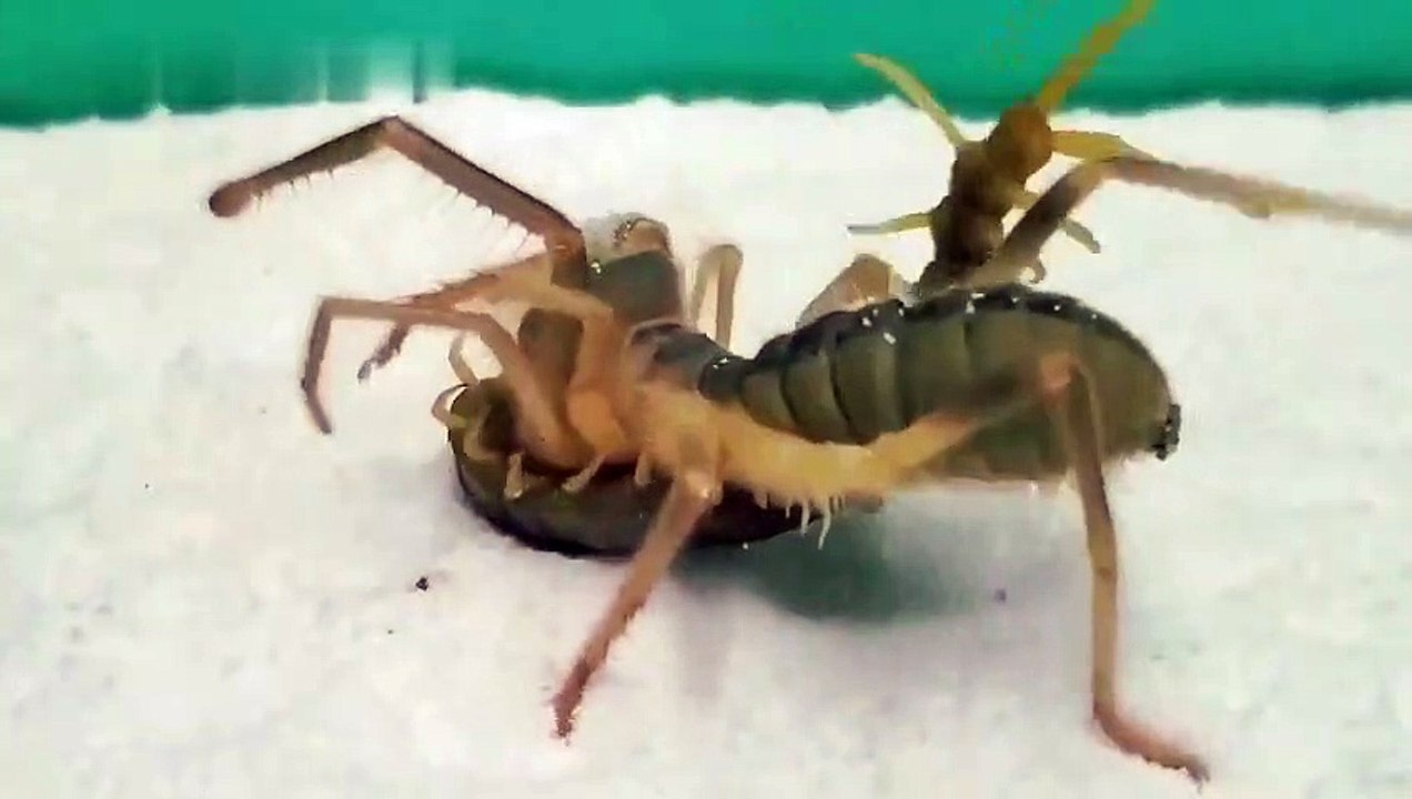 Solpuga Spider and a Centipede - video Dailymotion