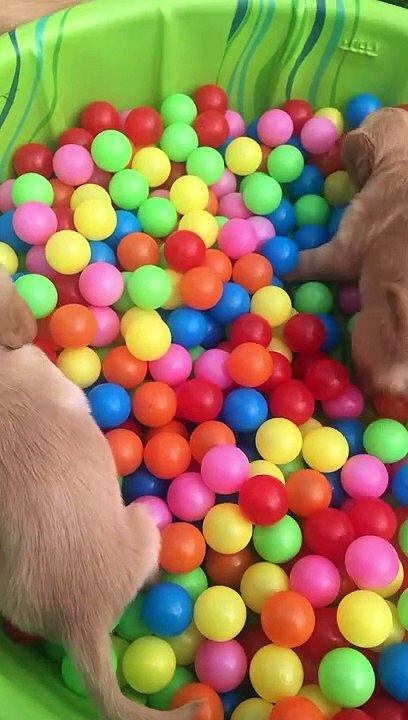 Puppies Play in Ball Pit - video Dailymotion