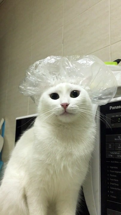 Kat The Cat Chef - video Dailymotion