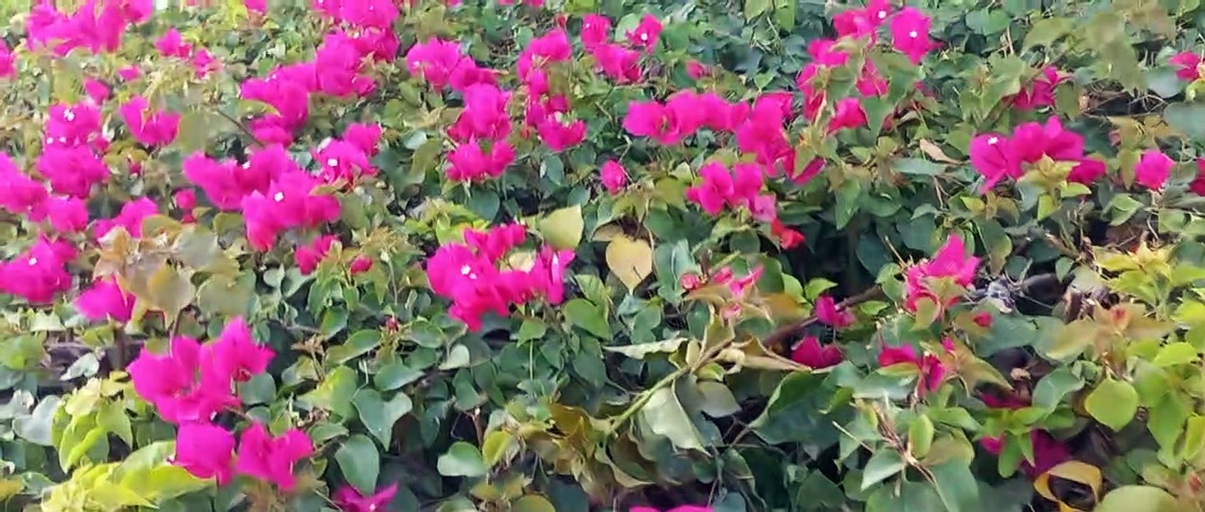 Flowers are so lovely - video Dailymotion