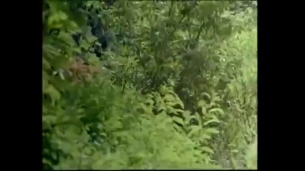 TARZAN X FULL MOVE and JANE - Video Dailymotion