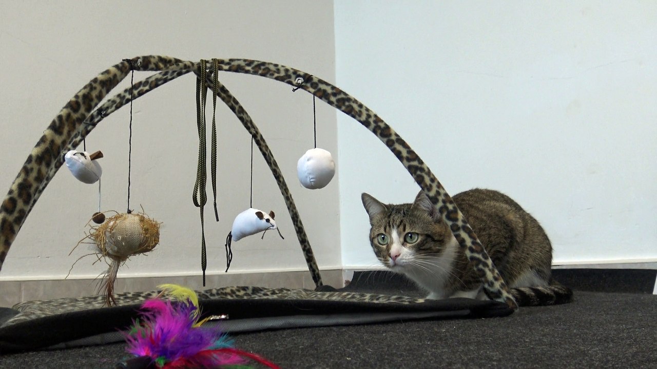 Cat Stalks the Toy, Shakes His Butt and Attacks - video Dailymotion