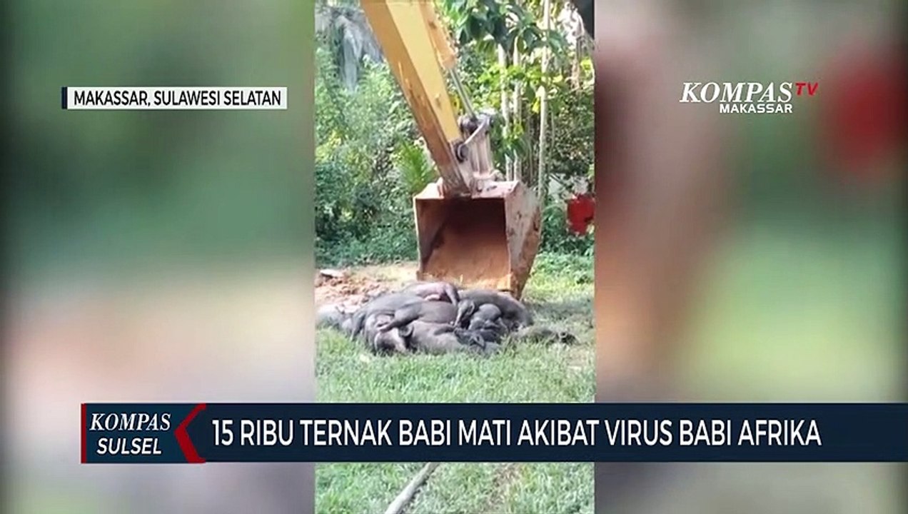 15 Ribu Ternak Babi Mati Akibat Virus Babi Afrika - Video Dailymotion
