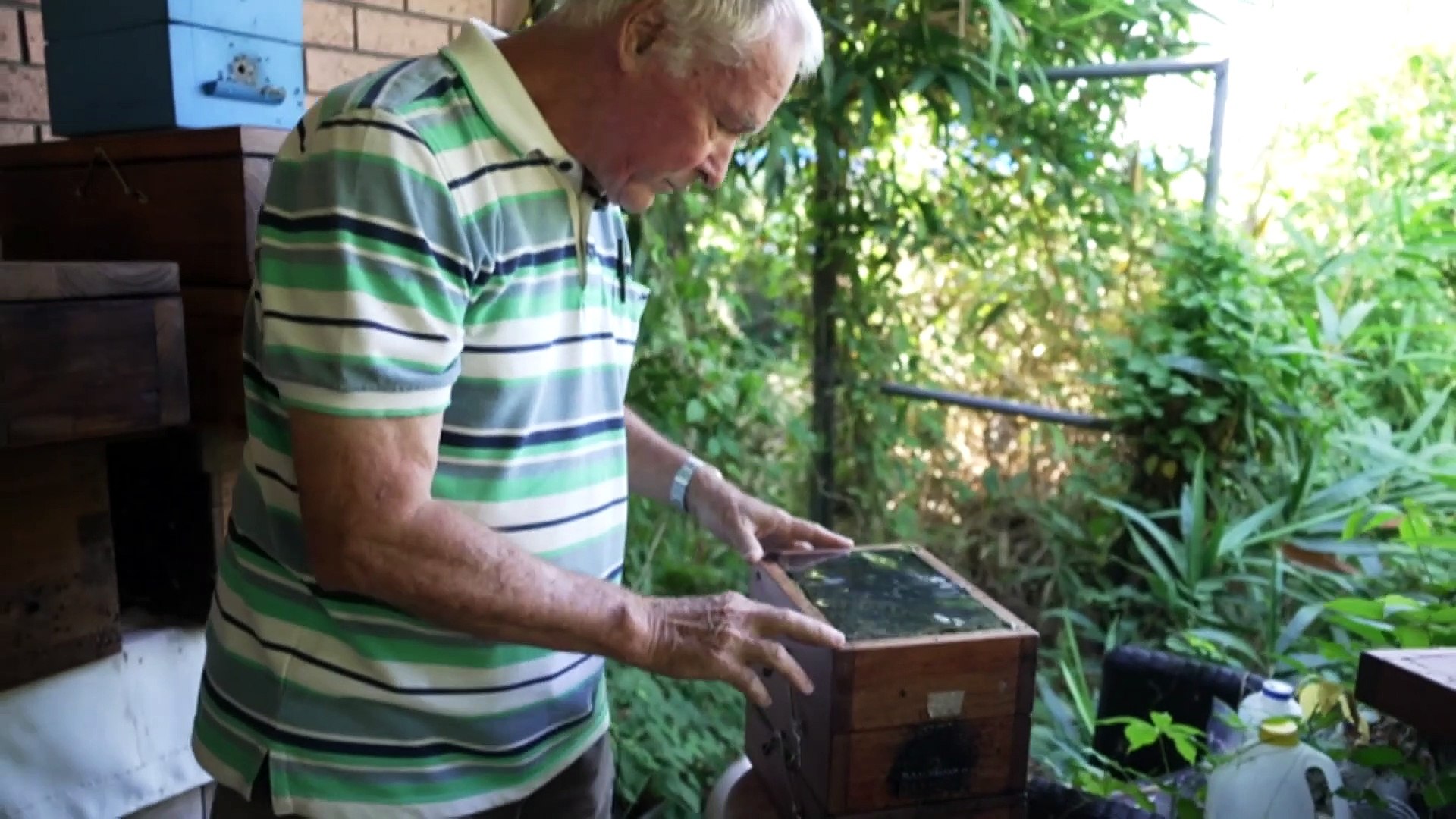NT beekeeper on a mission to protect local bee population