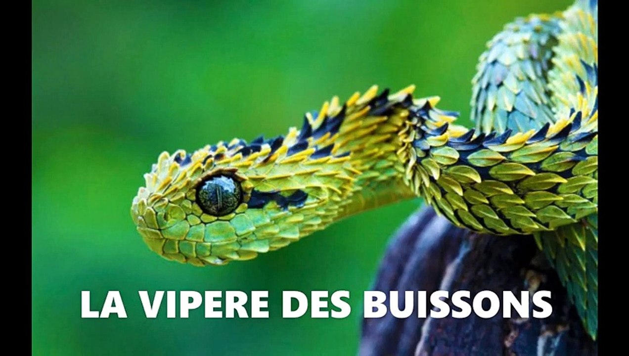 LES ANIMAUX LES PLUS BIZARRE - video Dailymotion