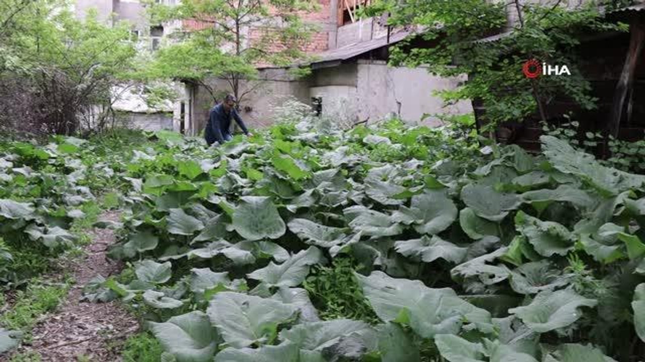 Oltu'da Şemsiye Değil Kabalak Otu - Dailymotion Video