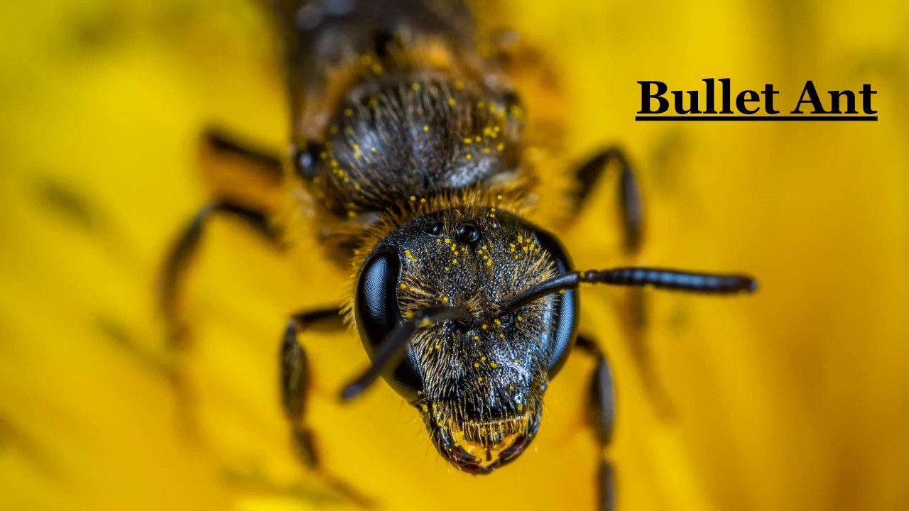 Bullet Ant - video Dailymotion