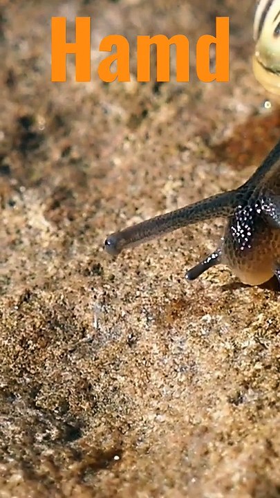 %23Hamd_-_Allah_Bohat_Bara_He....%23Shorts%23Shorts_with_lyrics ...