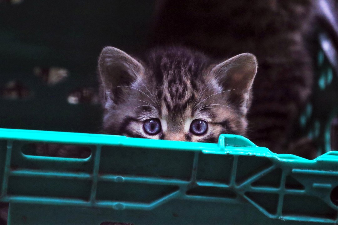 Scottish wildcat kittens born: New litter of critically endangered baby ...