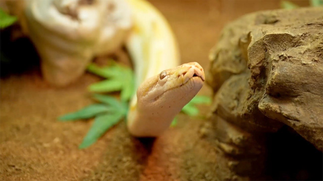 Women Overcomes Lifelong Fear of Snakes, Now Lives With 9-Foot-Long ...