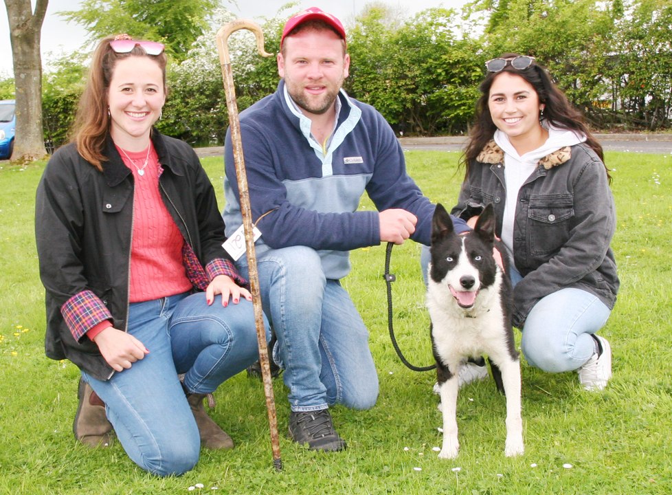 CCM Skipton spring sale of working sheepdog - video Dailymotion