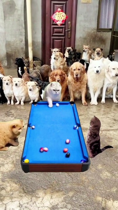 Cats playing snooker funny Short status - video Dailymotion