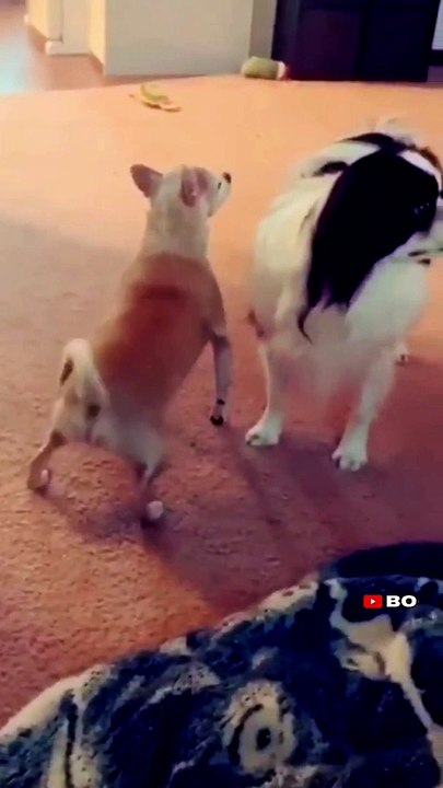 Cringe moments - video Dailymotion