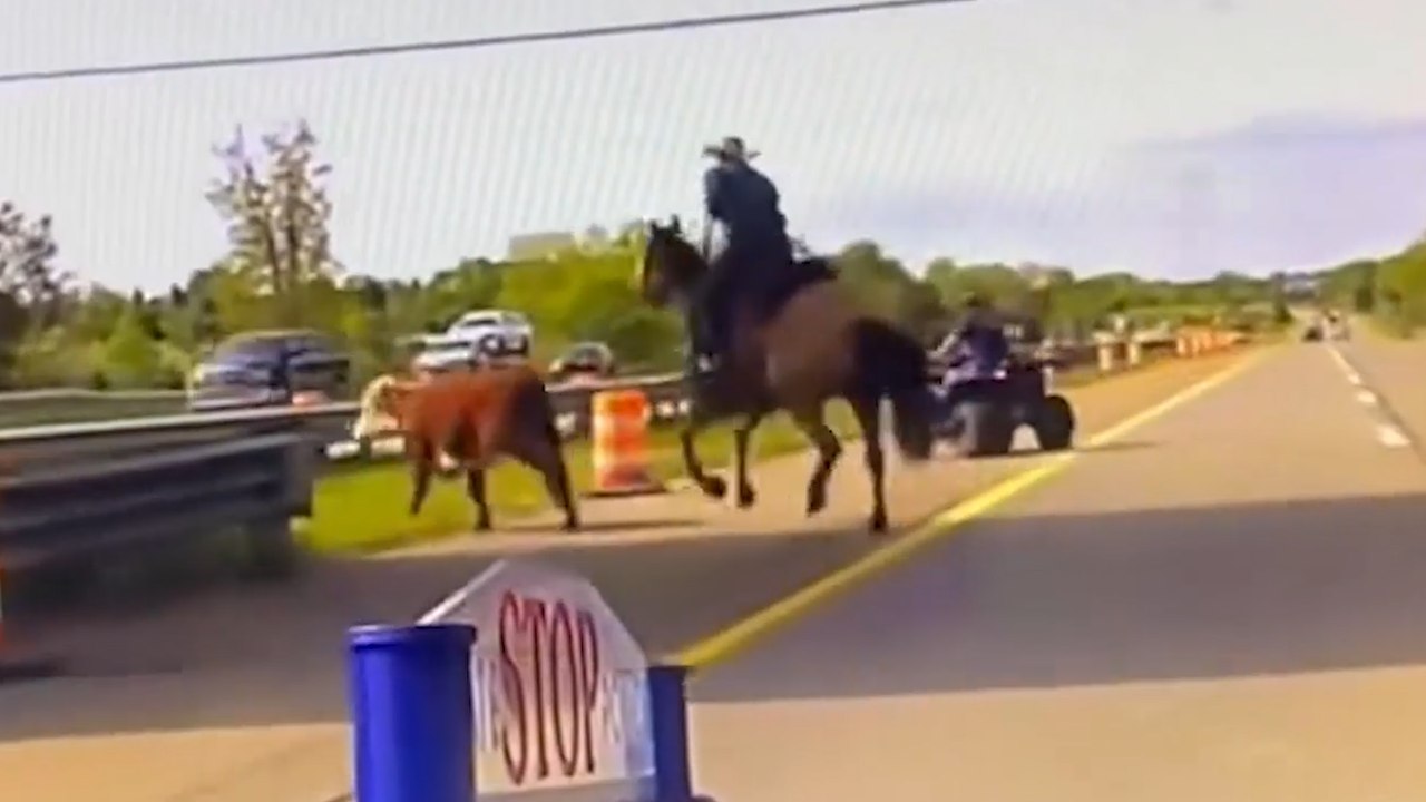 WILD WEST PURSUIT! Brave COWBOY chases COW along busy highway! - video ...