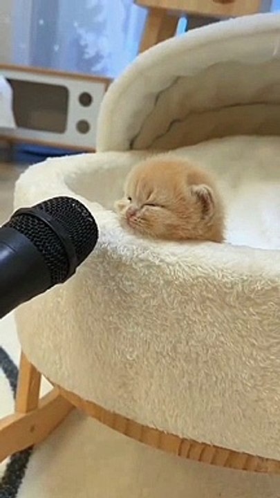 cute baby cat video / kitten purring sound - video Dailymotion