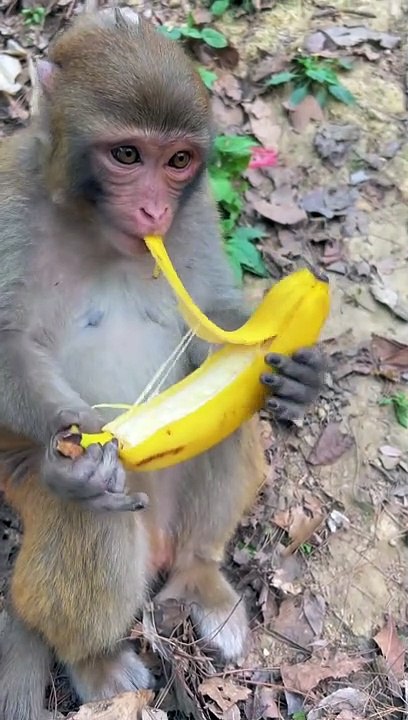 Monkey Eating Banana | Hungary Monkey | Animals Funny Moments | Cute ...