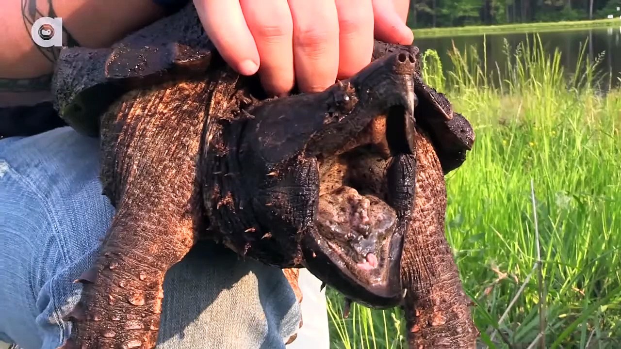 Alligator Snapping Turtle vs Common Snapping Turtle - video Dailymotion