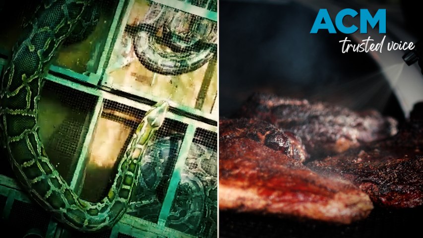 Steaks for snakes: is snake the new sustainable food of the future ...