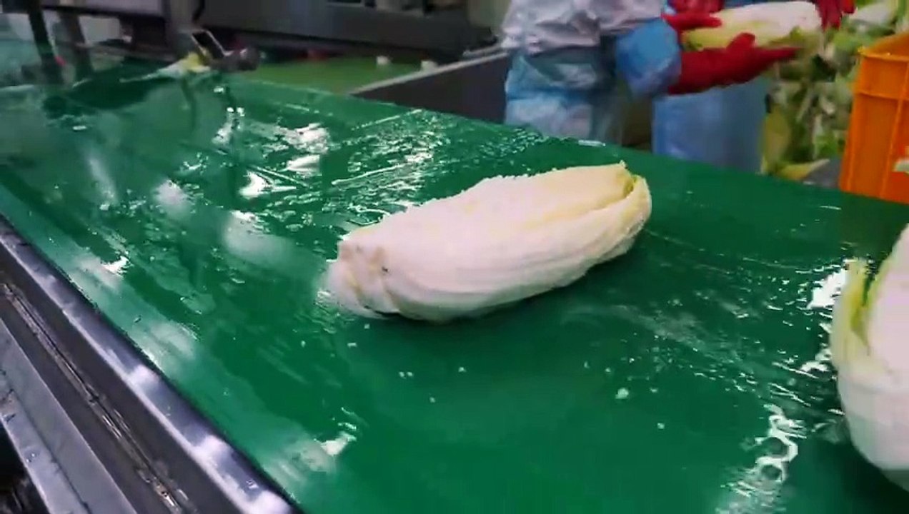 Amazing and Clean Korean Kimchi Factory _ korean street food - video ...